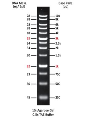 Bp Plus DNA Ladder Bp K