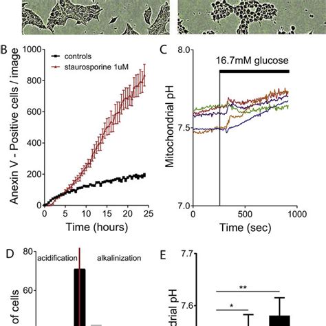 Mitochondrial Matrix And Cytosolic Ph During Acute Glucose Stimulation