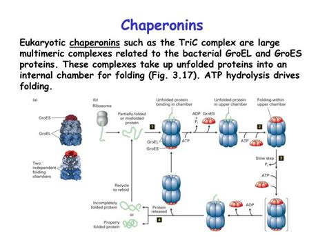 Ppt Chap 3 Protein Structure And Function Powerpoint Presentation Id