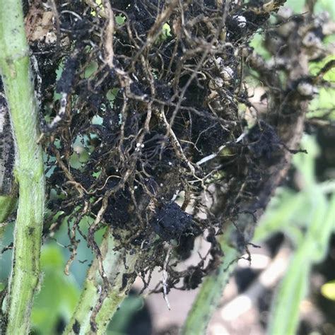 Soybean Cyst Nematode Survey A Valued Benchmark Opportunity Country Guide