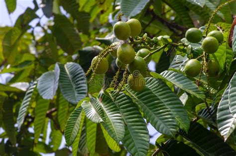 Matoa Fruits Pometia Pinnata Hanging On The Tree Native Fruit From