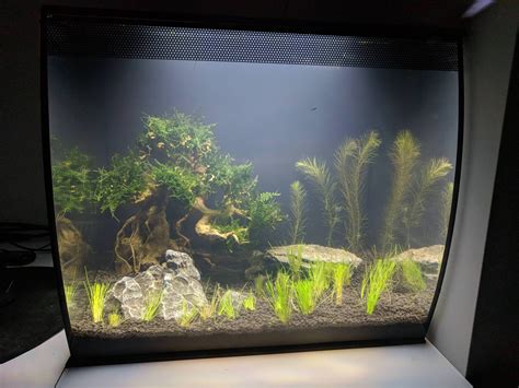 My Fluval Flex 9g Plantedtank