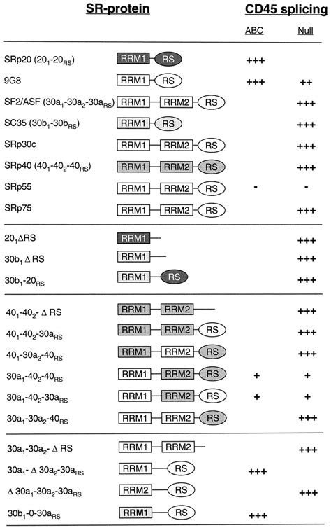 Summary Of The Role Of The Sr Proteins And Their Modular Domains On The