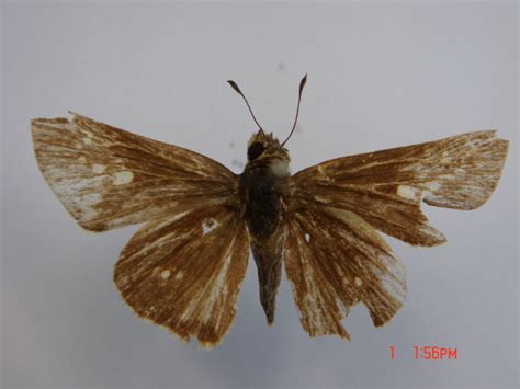 Parnara Guttata