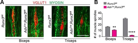 Muscle Specific Mss Deficits In Conditional Runx3 Mutants At Birth A