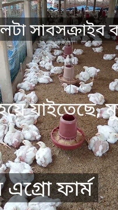 একটি পল্টি মুরগির খামার। মুরগি পালনে লাভ না লস। Khan Agro Farm Youtube
