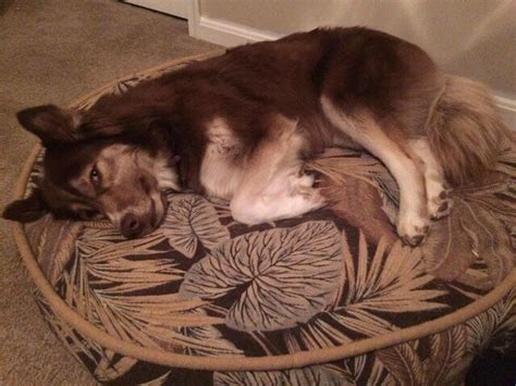 My Sleepy Red Husky Pupper Girl Aya Sophia Rpupper