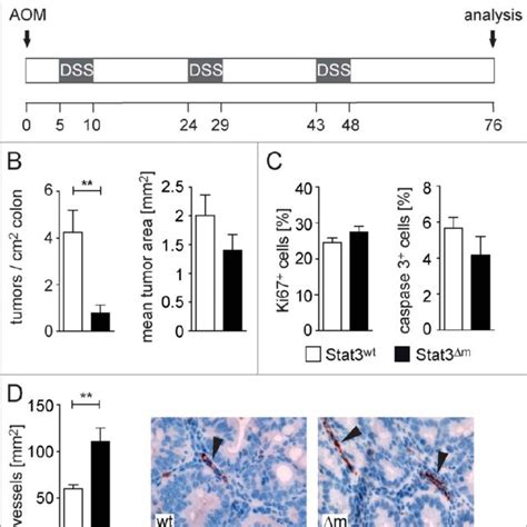 Myeloid Stat3 Promotes Formation Of Crcs A Scheme Of The Aom Dss Download Scientific Diagram