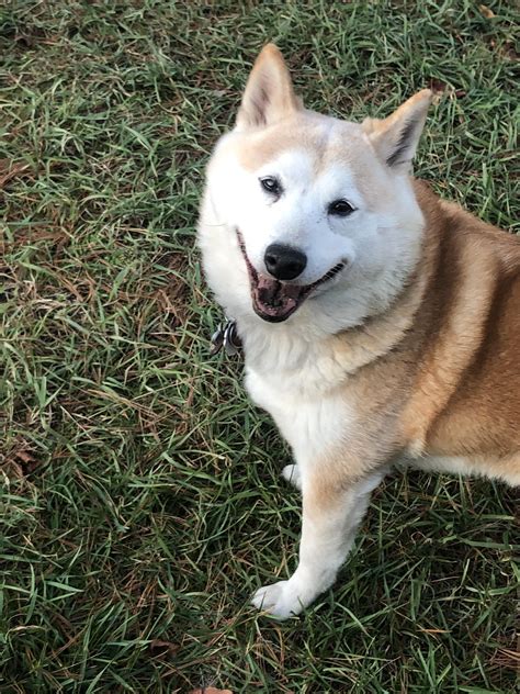 Proudly Displaying Her Mouth Thats Full Of Dirt Rshiba
