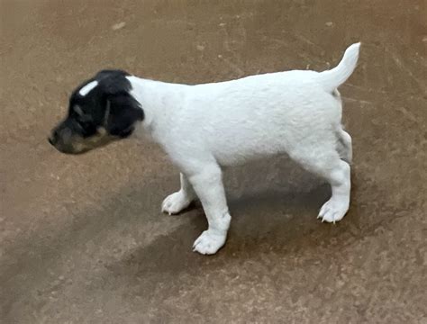 Annie Male Tri Broken Male Jack Russell Terrier Puppy For Sale Duke S Legacy Jack Russell