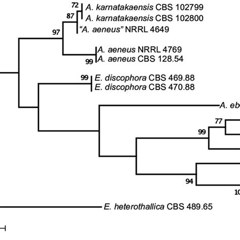 the single mp tree obtained based on phylogenetic analysis of