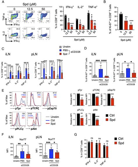 Tumor Cellderived Spermidine Is An Oncometabolite That Suppresses Tcr