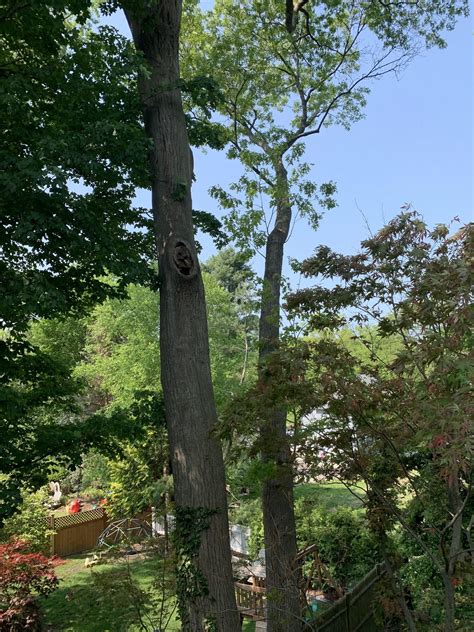 Oak Tree Decay Rplantclinic