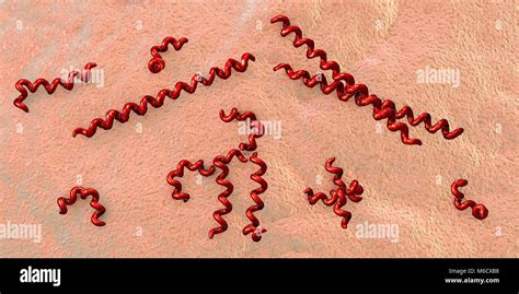 Computer Illustration Of Spirochaete Bacteria Treponema Pallidum Which