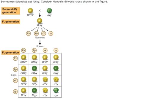 Solved Sometimes Scientists Get Lucky Consider Mendel S Chegg