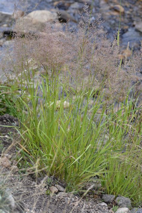Agrostis Gigantea Poaceae Image 133875 At PhytoImages Siu Edu