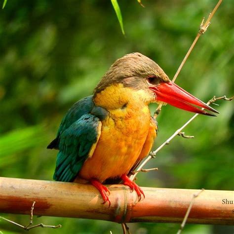 Shutters And Flutters Home