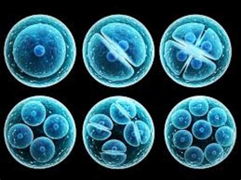 The Cell Theory And Discoveries Timeline Timetoast Timelines