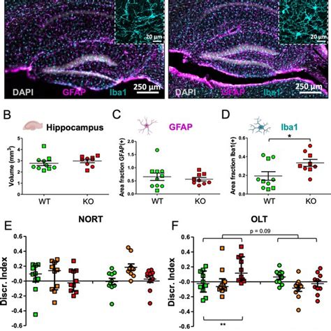 Myelin Phagocytosis By Microglia Shows Sex And Ide Dependent Effects