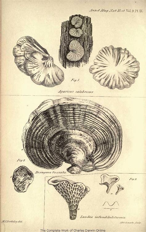 Darwin Online Biography Charles Darwin Illustration Sketches