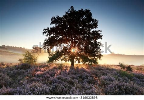 39 676 The Sun From Behind The Trees Images Stock Photos Vectors Shutterstock
