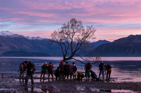 What The Most Photographed Tree In The World Looks Like At Sunrise