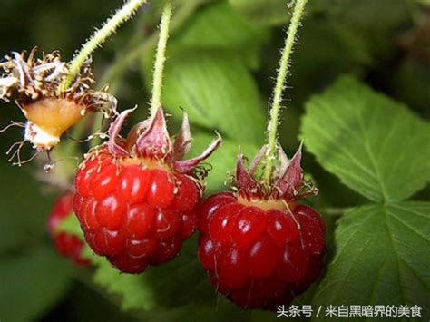 覆盆子酒怎麼做簡單易學的家庭釀製方法 每日頭條