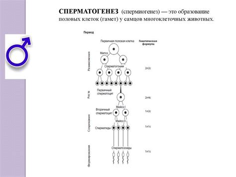Гаметогенез у растений и животных Спорогенез и гаметогенез у растений