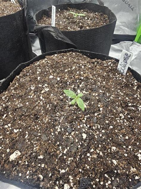 Apollo F1, Epsilon F1, Orion F1 grow diary (journal) by Endzo - GrowDiaries