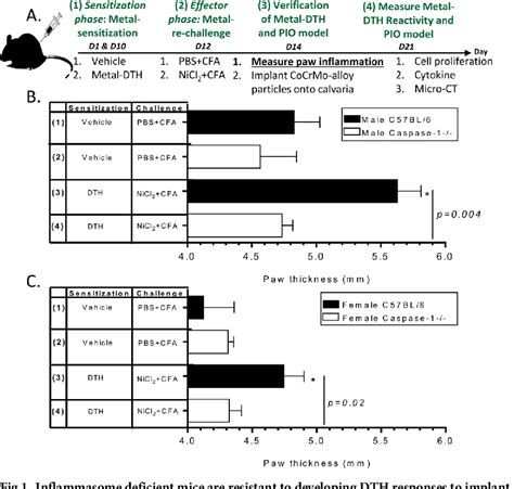 Figure 1 From Metal Induced Delayed Type Hypersensitivity Responses
