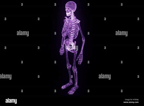 Human Skeleton Wireframe Hologram In Motion Nice D Rendering Stock Photo Alamy