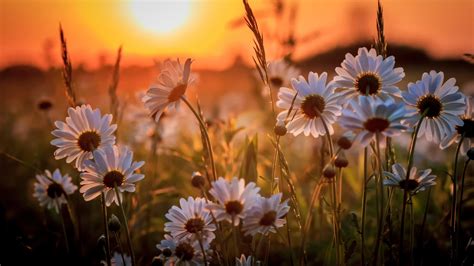 White Daisy Flowers During Sunset Hd Spring Wallpapers Hd Wallpapers Id 68024