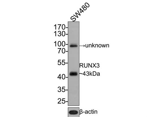 Runx3 Monoclonal Antibody A7b7 Ma5 44979