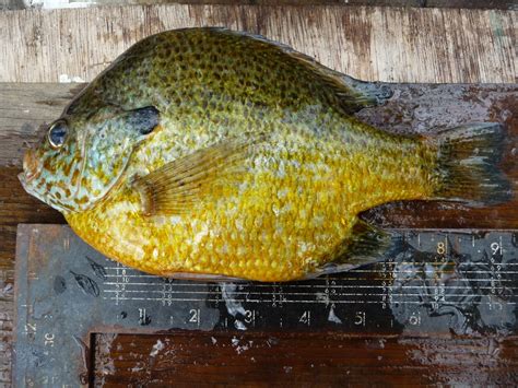 Gone Fishing Big Bull Bluegill Pumpkinseed Hybrid Caught With A Crankbait At Windigo