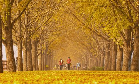 Lịch Ngắm Lá Vàng Mùa Thu Hàn Quốc 2023 Saco Travel
