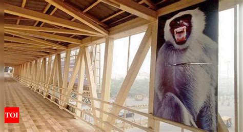 Monkey Intrusions Langur Cutouts To Scare Away Monkeys From Metro