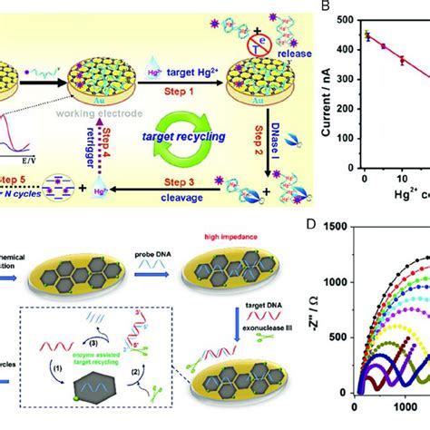 A Scheme For The Amperometric Detection Of Hg²⁺ Using A Dnase 1‐based Download Scientific