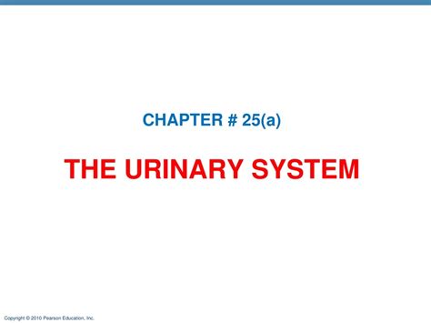 Ppt The Urinary System Powerpoint Presentation Free Download Id