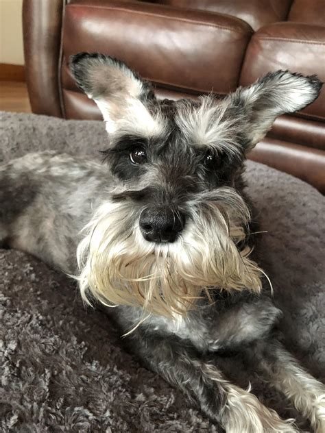Luna Aka Lunatic R Schnauzers
