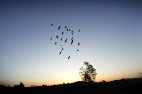 Compass Training Your Racing Pigeons Winning Pigeon Racing And Racing
