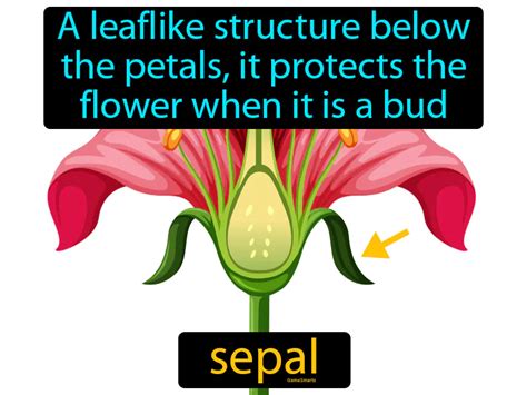Video What Is A Sepal Easy To Understand