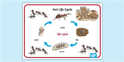 Ant Life Cycle Word Mat Teacher Made Twinkl