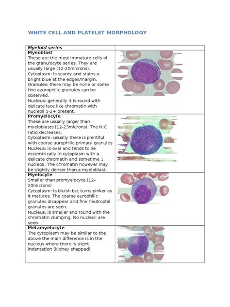 White Cell And Platelet Morphology White Blood Cell Anatomy