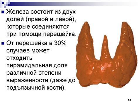 Эндокринные железы презентация онлайн