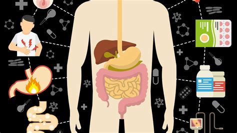 Introducción al metabolismo YouTube