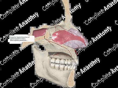 Posterior Septal Branches Of Sphenopalatine Artery Complete Anatomy