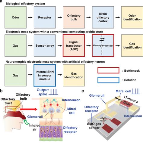 Biological Olfactory System And Proposed Neuromorphic E‐nose System