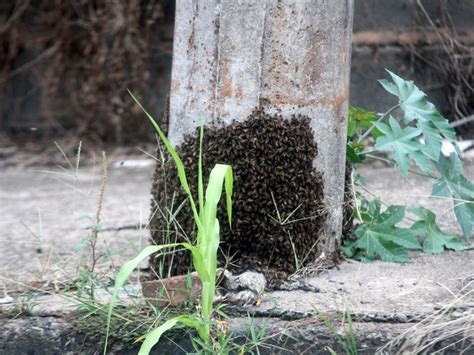 G1 Enxame De Abelhas Invade Carro Em São Carlos Sp E Ataca Mãe E