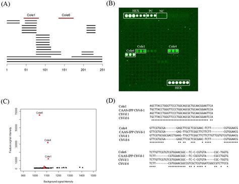 Probe Design And Microarray Detection Of Coleviroid A Two Download Scientific Diagram