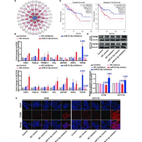 MiR 21 3p And MiR 21 5p Expression In Colorectal Cancer CRC And